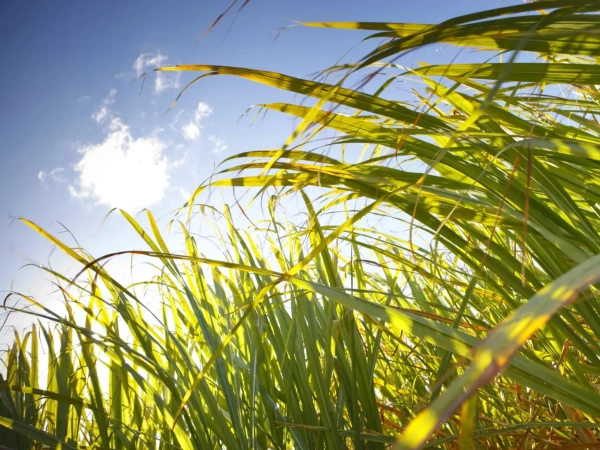 Sustainable Bio-Based Plastics | America’s Plastic Makers®