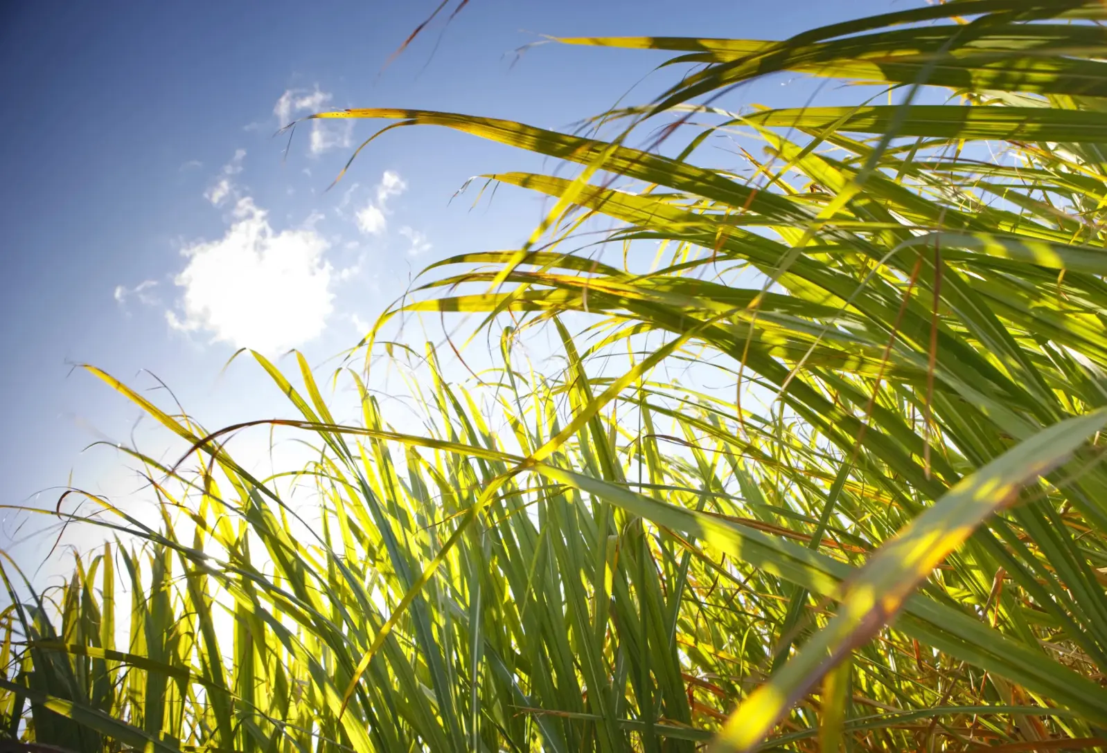 Bio-Based Raw Materials - America's Plastic Makers